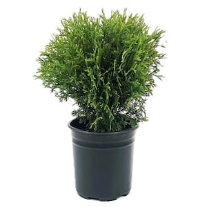 2.5 QT Golden Globe Arborvitae (Thuja o. Globosa Aurea) Evergreen Shrub ...