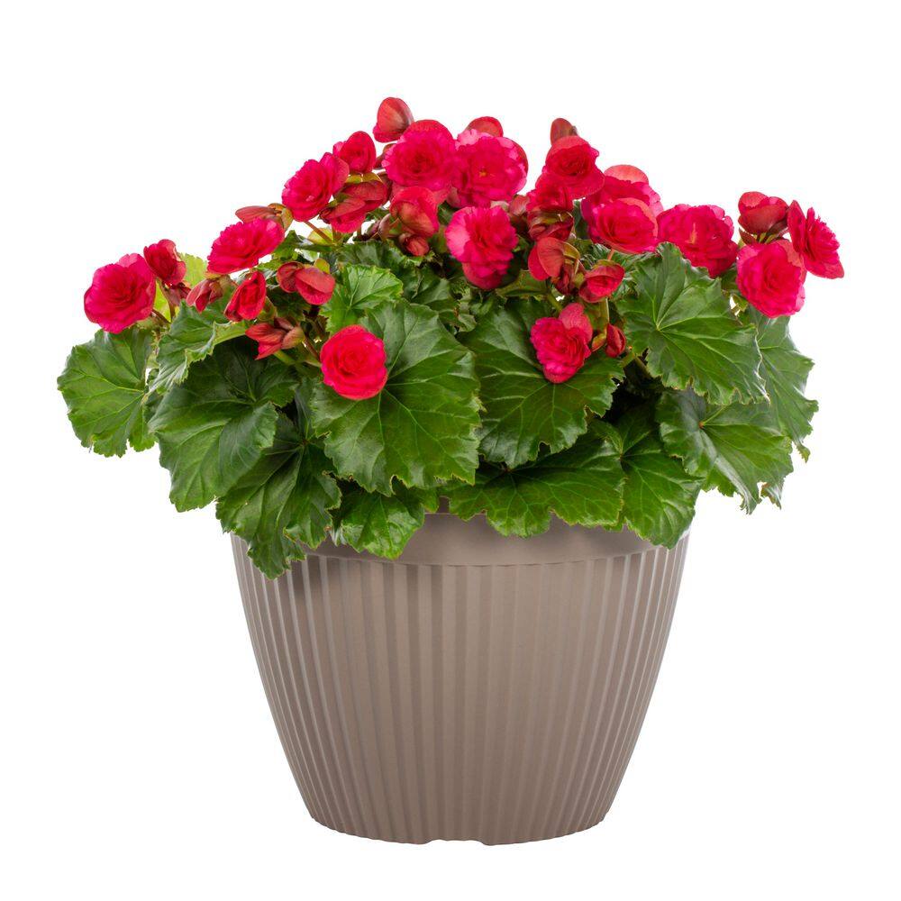 Vigoro 2 Gal. Begonia Premium Vermillion Hot Pink in Decorative Planter ...