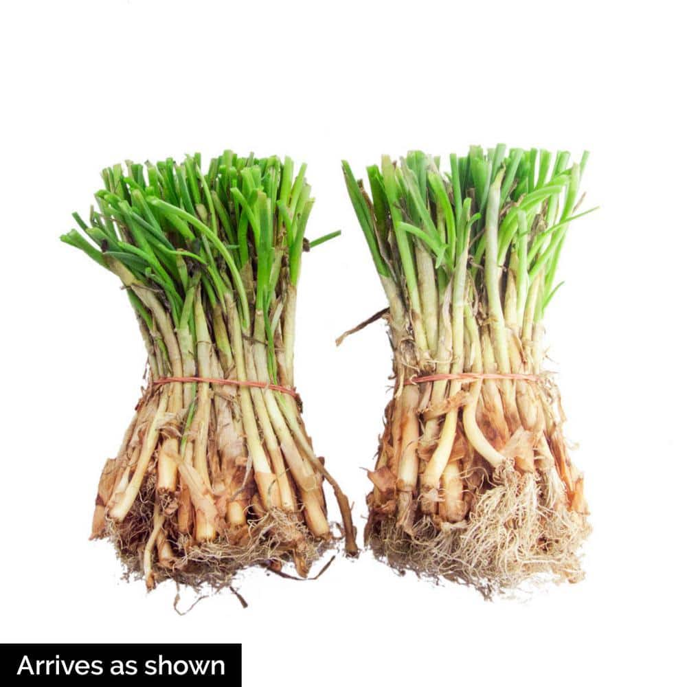 Gurney's TX 1015-Y Supersweet Onions Bare Root Vegetable Starter Plants ...