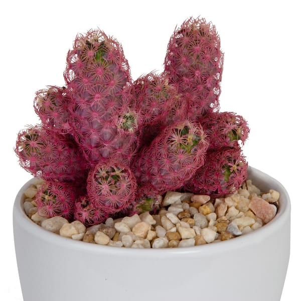 4\u201d Pink Cactus Plants Home & Living Outdoor & Gardening etna.com.pe