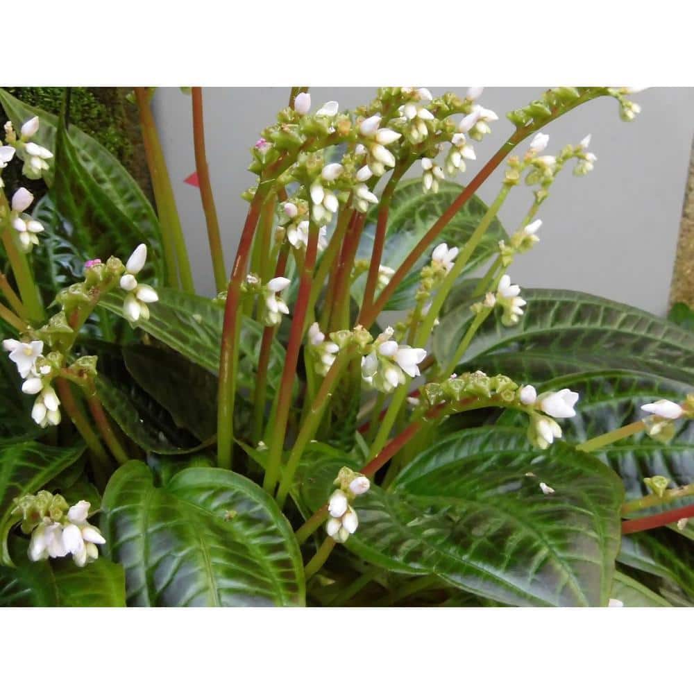 Wekiva Foliage Bok Monolena Ant Plant-Live Plant in a 4 in. Growers Pot ...