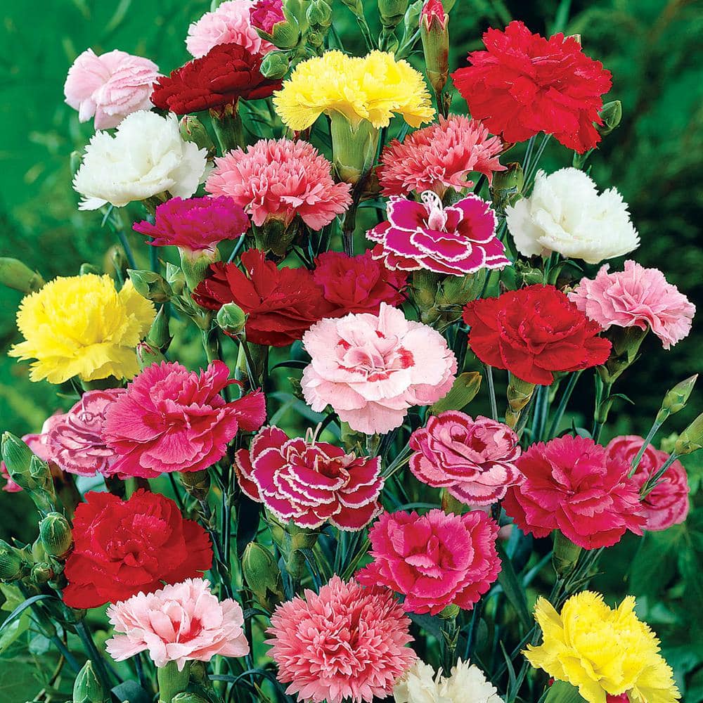 DIRECT GARDENING Multi-Color Flowering Hardy Carnation Mixture Dormant ...
