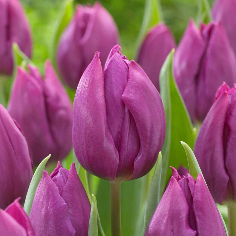 Garden State Bulb 12/Plus cm, Purple Prince Single Early Tulip Flower ...