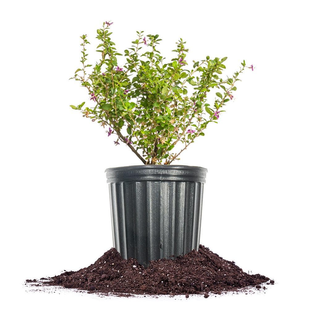 Perfect Plants Goji Berry Plant 1 Gal., Growers Pot, Fruit Bearing ...