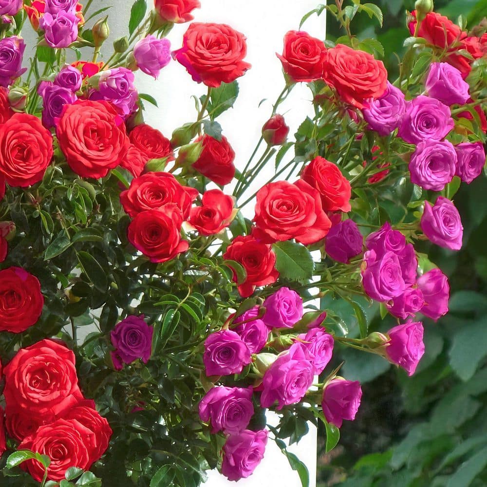 national PLANT NETWORK Bare Root Lavender Cherry MiniFlora Rose Tree ...