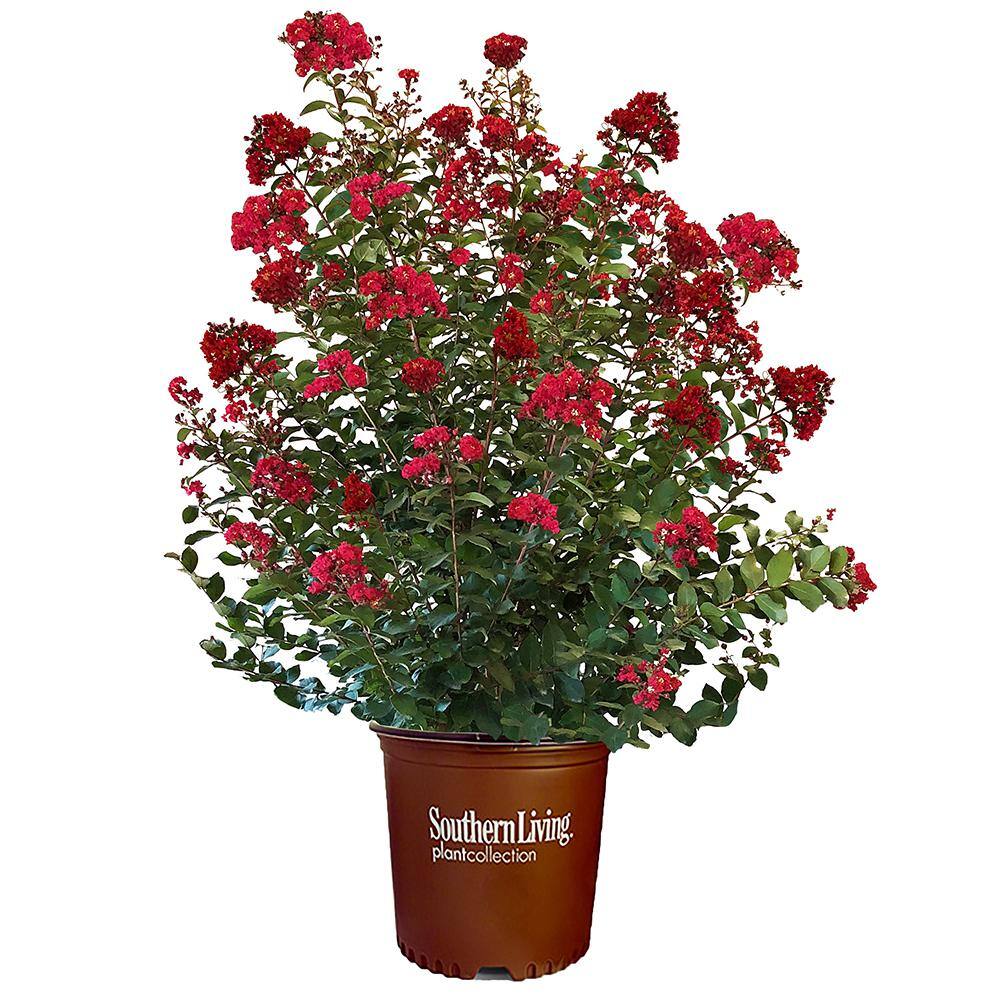 SOUTHERN LIVING 5 Gal. Colorama Scarlet Crape Myrtle Tree with Bright ...