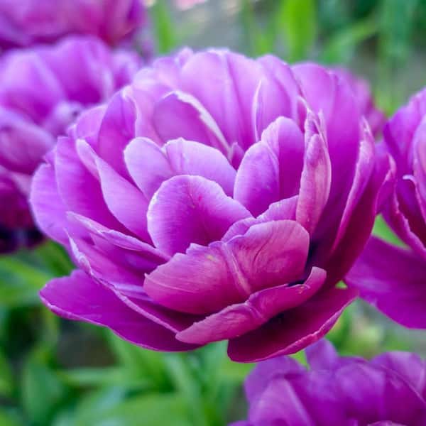 DIRECT GARDENING Blue Spectacle Double Peony Tulip Dormant Spring ...
