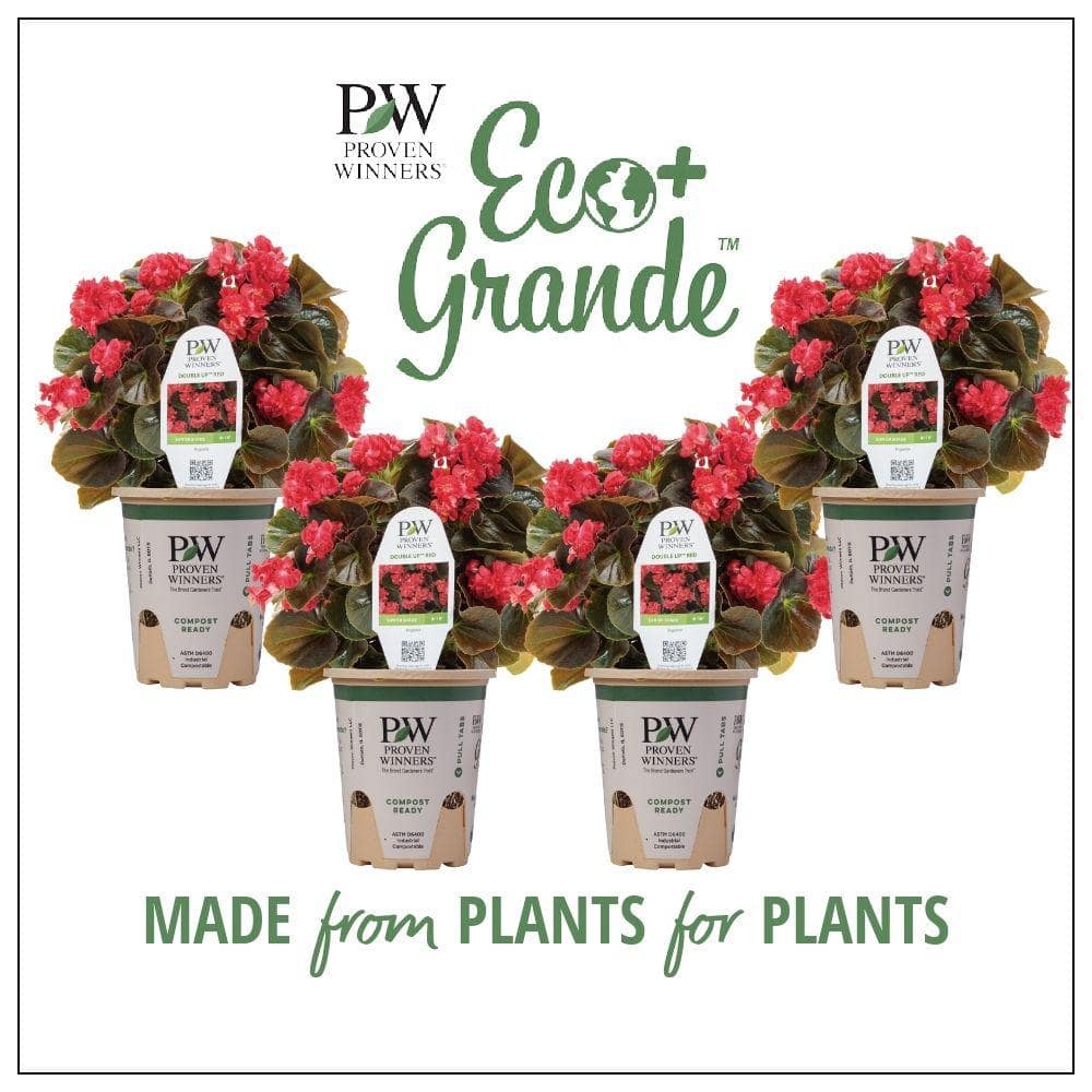 PROVEN WINNERS 4.25 in. Eco+Grande, Double Up Red (Begonia), Live Plant ...