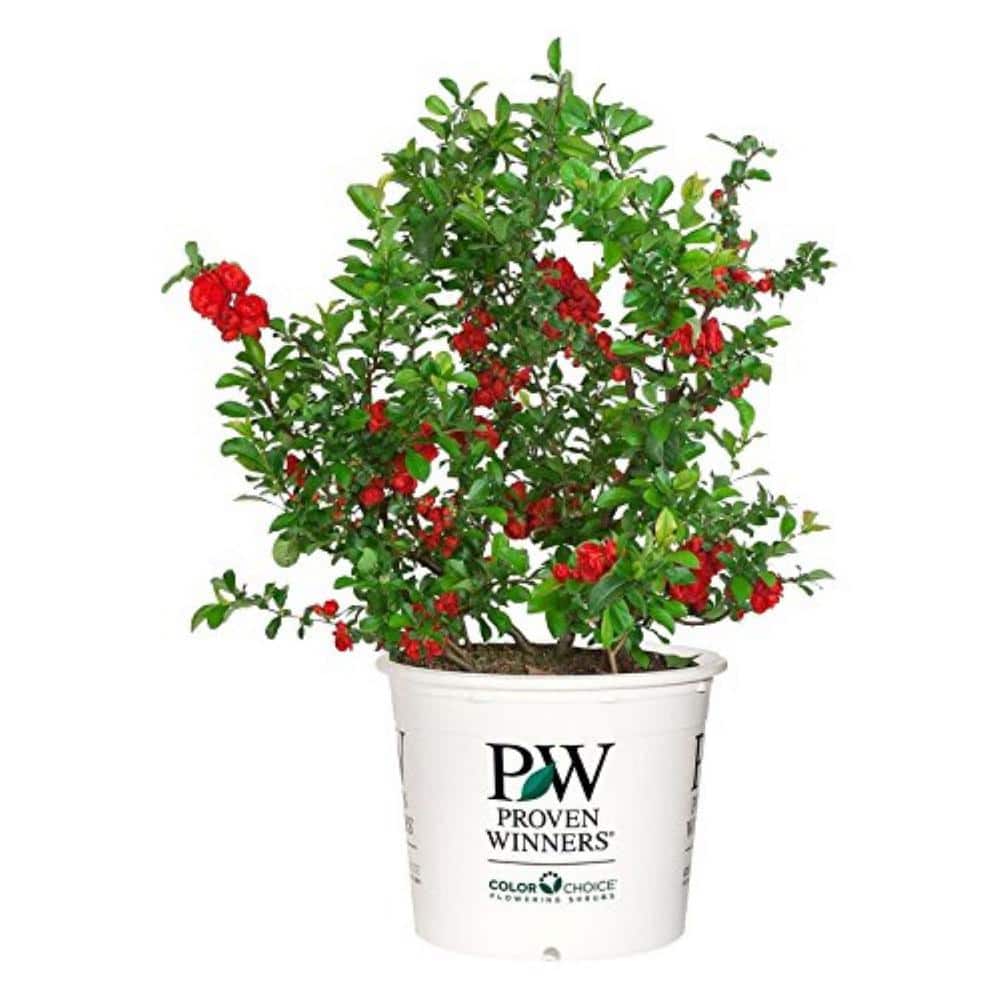 PROVEN WINNERS 2 Gal. Double Take Scarlet Quince, Live Plant with ...