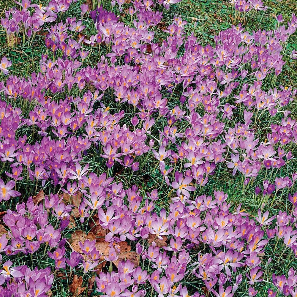 Van Bourgondien Ruby Giant Species Crocus Dormant Spring Flowering ...