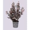 BLACK DIAMOND 2 Gal. Pure White Deciduous Crape Myrtle Tree 17870 - The ...