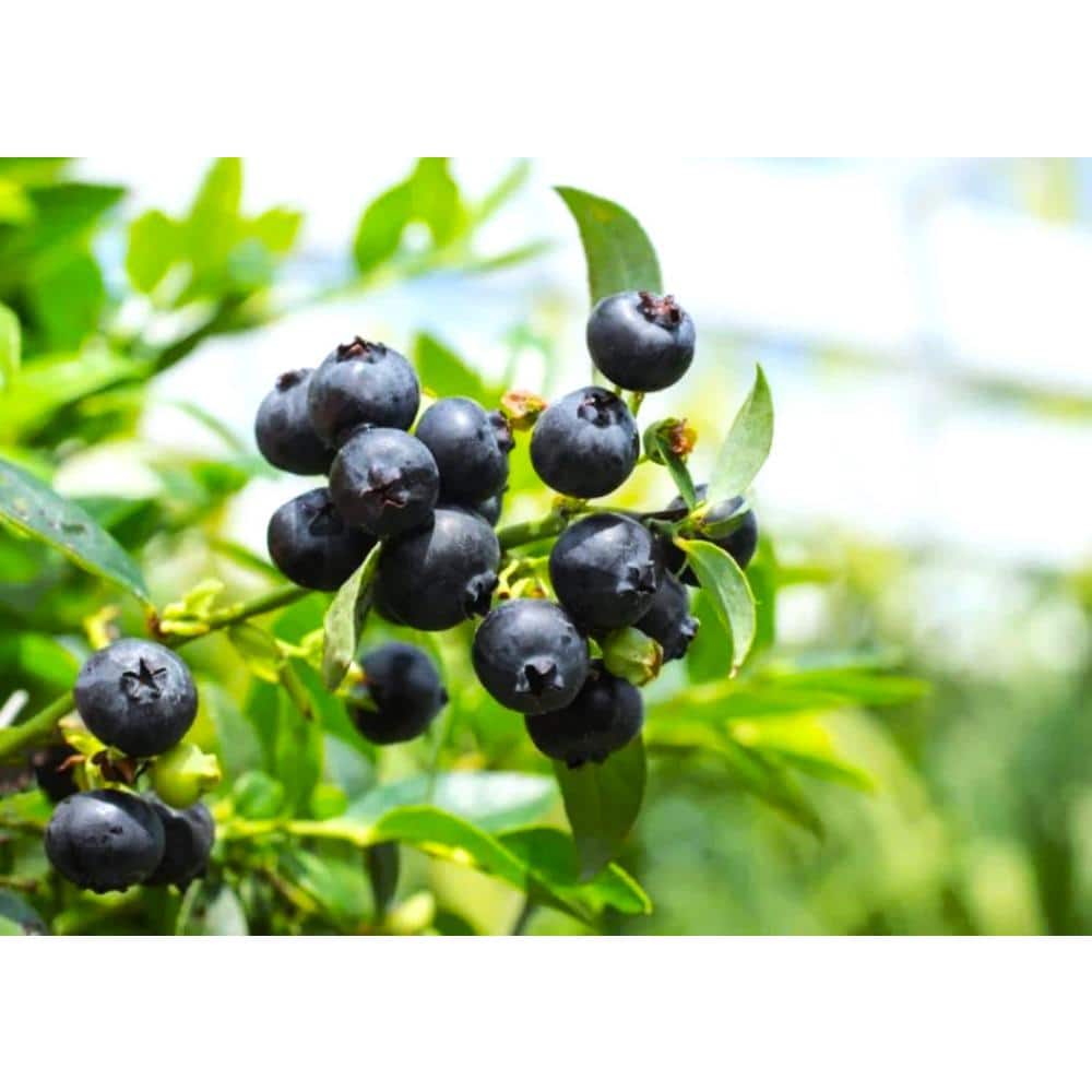 BUSHEL AND BERRY 10 in. Bushel and Berry Midnight Cascade Fruit Bearing ...