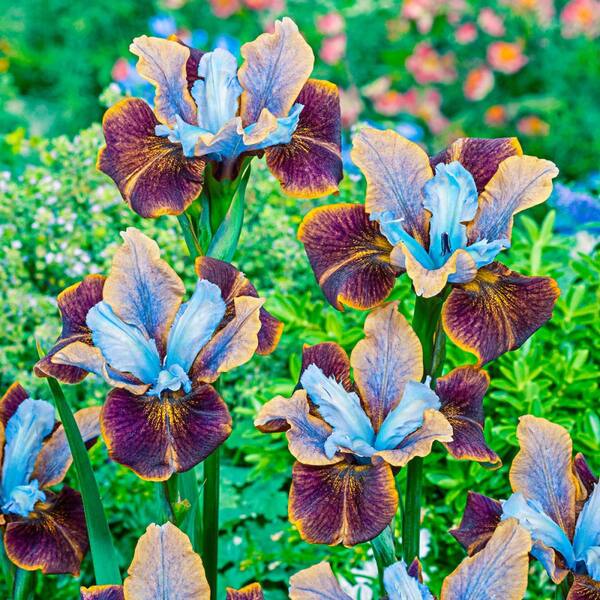 DIRECT GARDENING Birch's Double Pink Flowering Hardy Geranium, Dormant ...