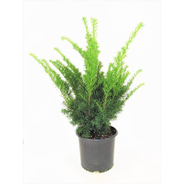 BELL NURSERY 3 Gal. Densiformis Yew (Taxus) Live Evergreen Shrub ...