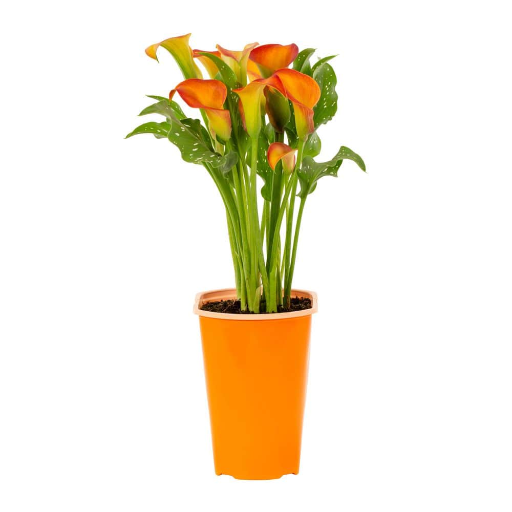 METROLINA GREENHOUSES 1.5 Pt. Yellow Calla Lily Zantedeschia Hybrid ...