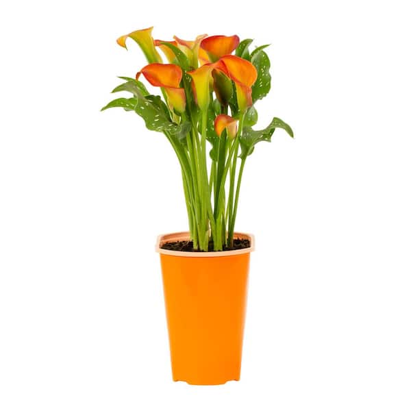 METROLINA GREENHOUSES 1.5 Pt. Yellow Calla Lily Zantedeschia Hybrid ...