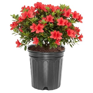 Red Ruffles Azalea Shrub in 1 Gal. Grower's Pot THD00009 - The Home Depot