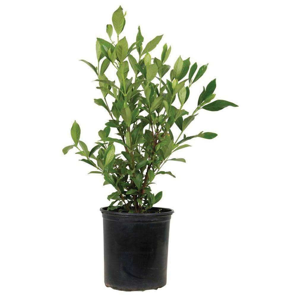 FLOWERWOOD 2.5 Qt. August Beauty Gardenia Shrub with Fragrant White ...