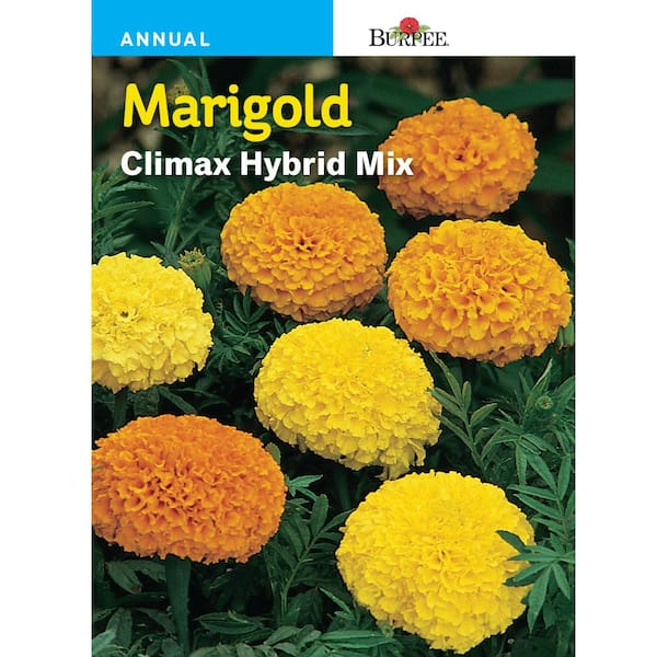 Burpee Marigold Climax Hybrid Mix Seed 44464 - The Home Depot