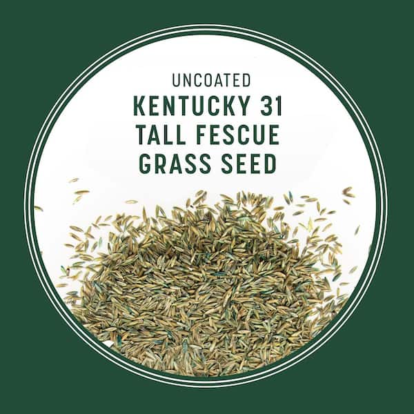 Pennington Kentucky 31 Uncoated Tall Fescue 50 lbs. 20,000 sq. ft ...