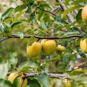 5 gal. Ein Shemer Apple Tree APPEIN05G - The Home Depot