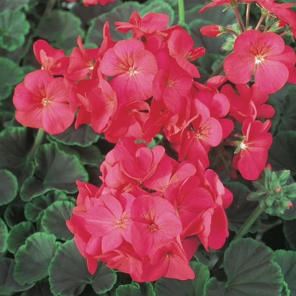 Vigoro 1.5 Pint Geranium Bullseye Cherry Red Annual Plant 1005991479 ...