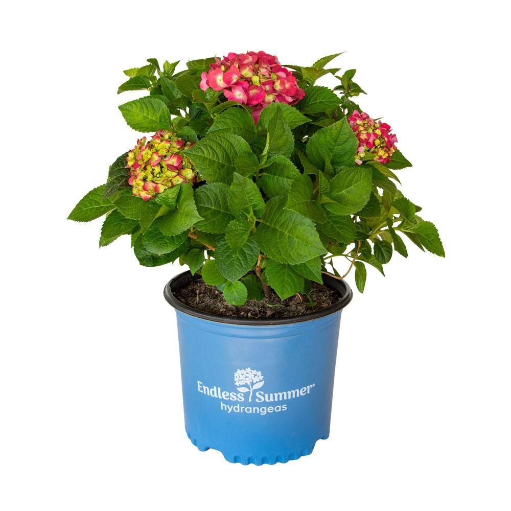 Endless Summer 3 Gal. Summer Crush Reblooming Hydrangea Flowering Shrub ...