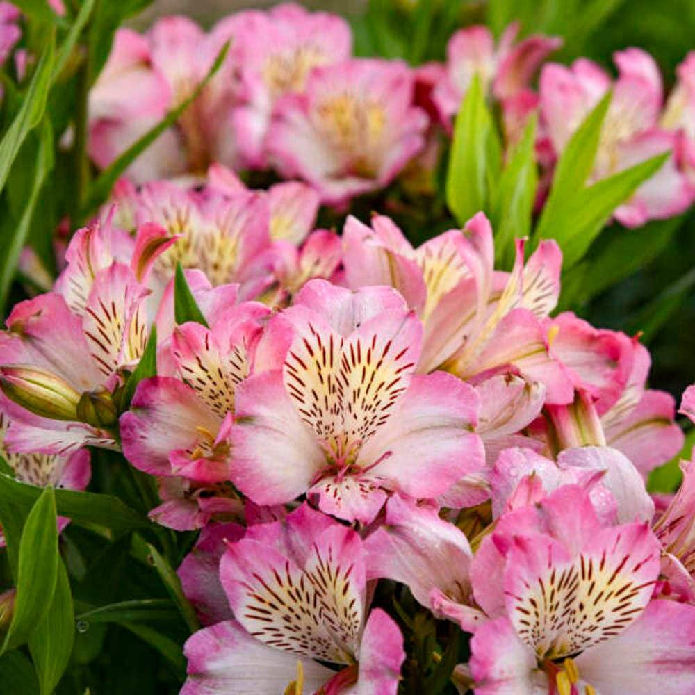 Proven Winners 0.65 Gal. Summer Break Peruvian Lily (Alstroemeria ...