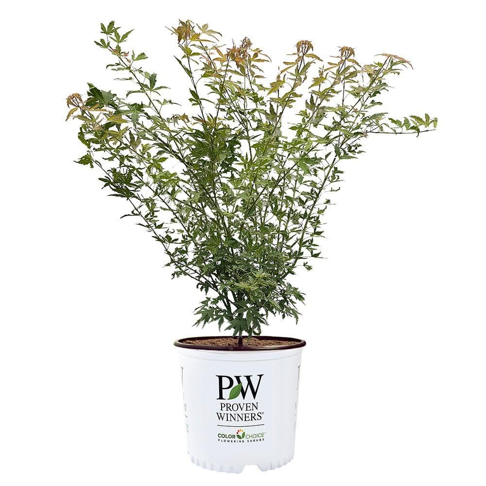 PROVEN WINNERS 2 Gal. Metamorphosa Japanese Maple Tree 18381 - The Home Depot