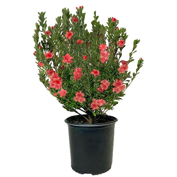 1 Gal. Fashion Azalea Shrub with Salmon Blooms and Green Foliage 17325 ...