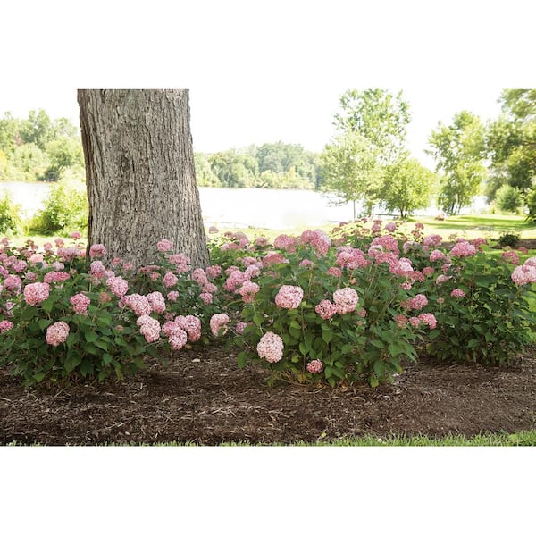 Invincibelle Spirit Hydrangea