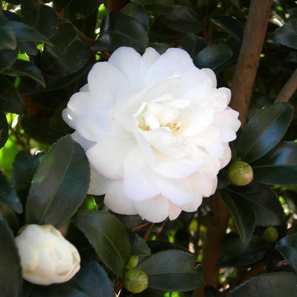 SOUTHERN LIVING 2 Gal. October Magic Bride Camellia Shrub with Bright ...