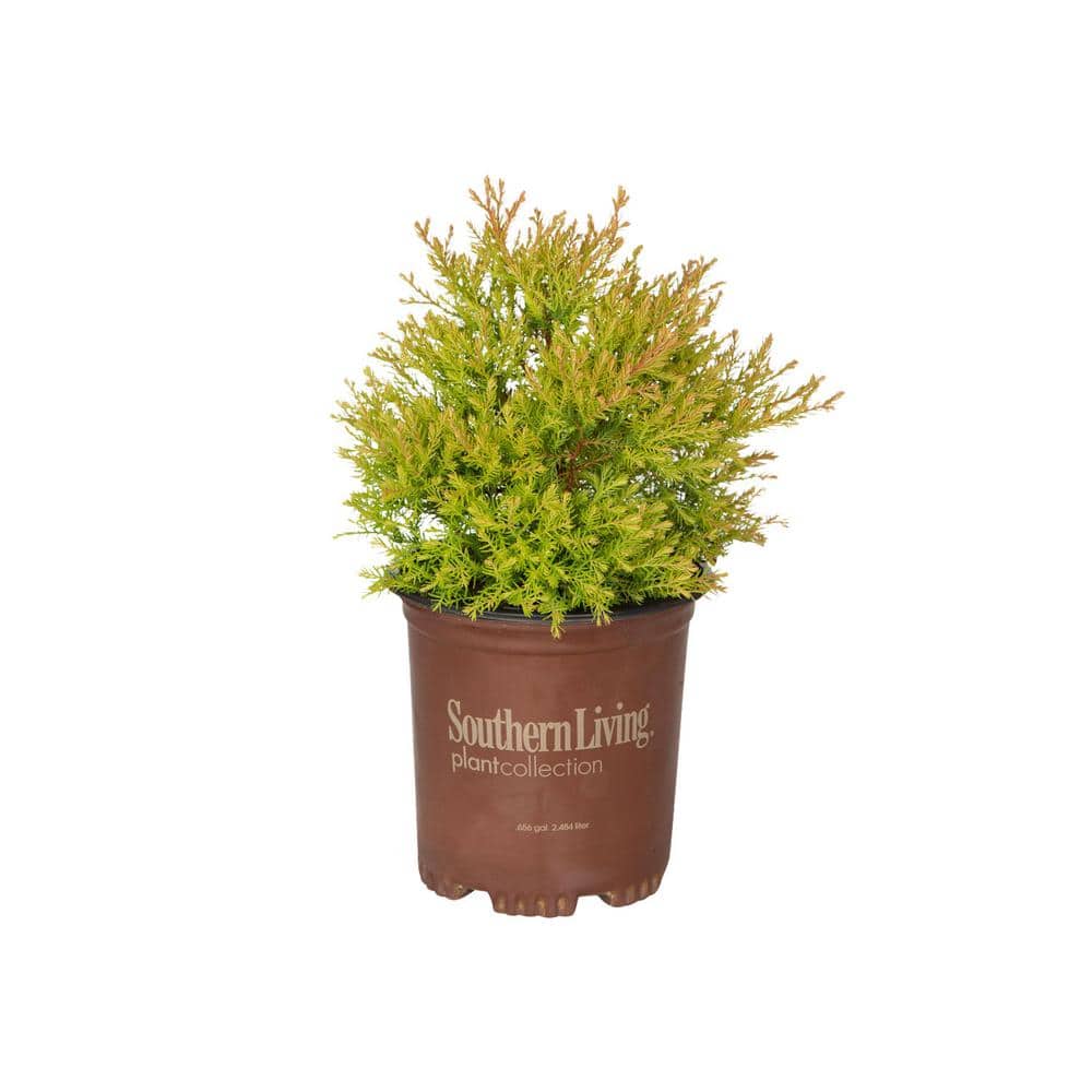 Reviews for SOUTHERN LIVING 2.5 Qt. Fire Chief Arborvitae (Thuja) Live ...