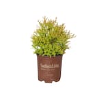 SOUTHERN LIVING 2 Gal. Fire Chief Arborvitae(Thuja) Live Dwarf ...