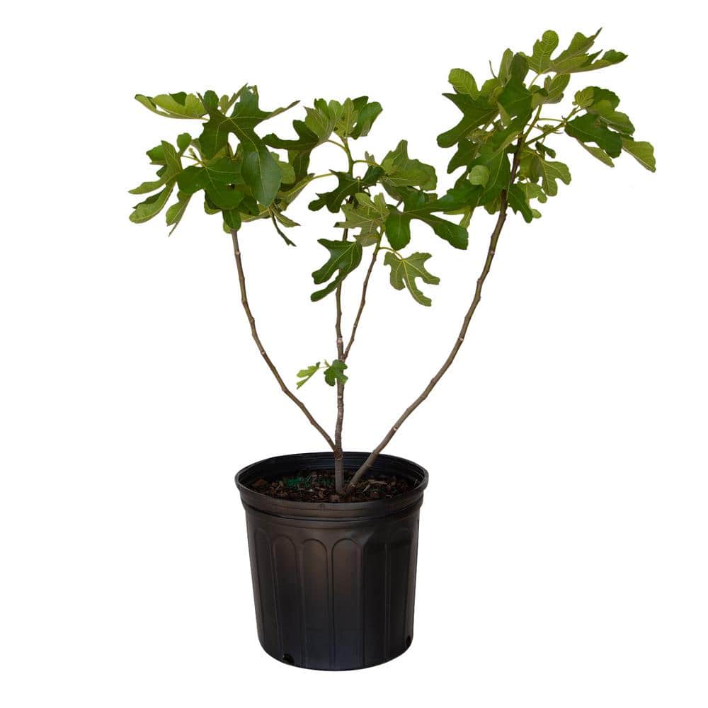 FLOWERWOOD 2.5 Gal. Brown Turkey Fig Tree 20503FL - The Home Depot