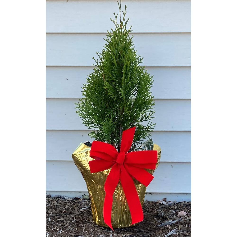 Cottage Gardens 1 Gal. Emerald Green Arborvitae Decorative Holiday ...