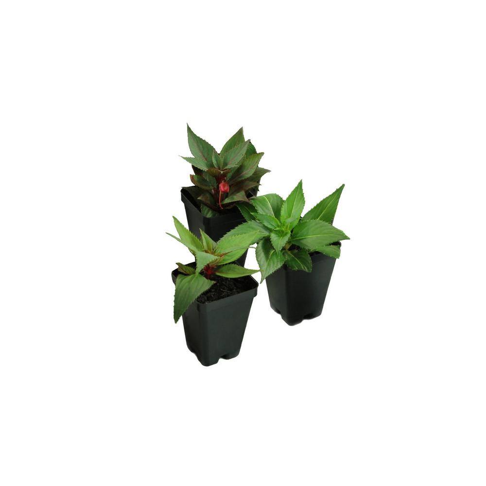 SunPatiens 2.5 In. Compact Rose Glow SunPatiens Impatiens Outdoor ...