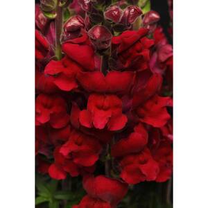 Pure Beauty Farms 3.2 Qt. Snapdragon Sonnet Burgundy Flower Plant in 7. ...