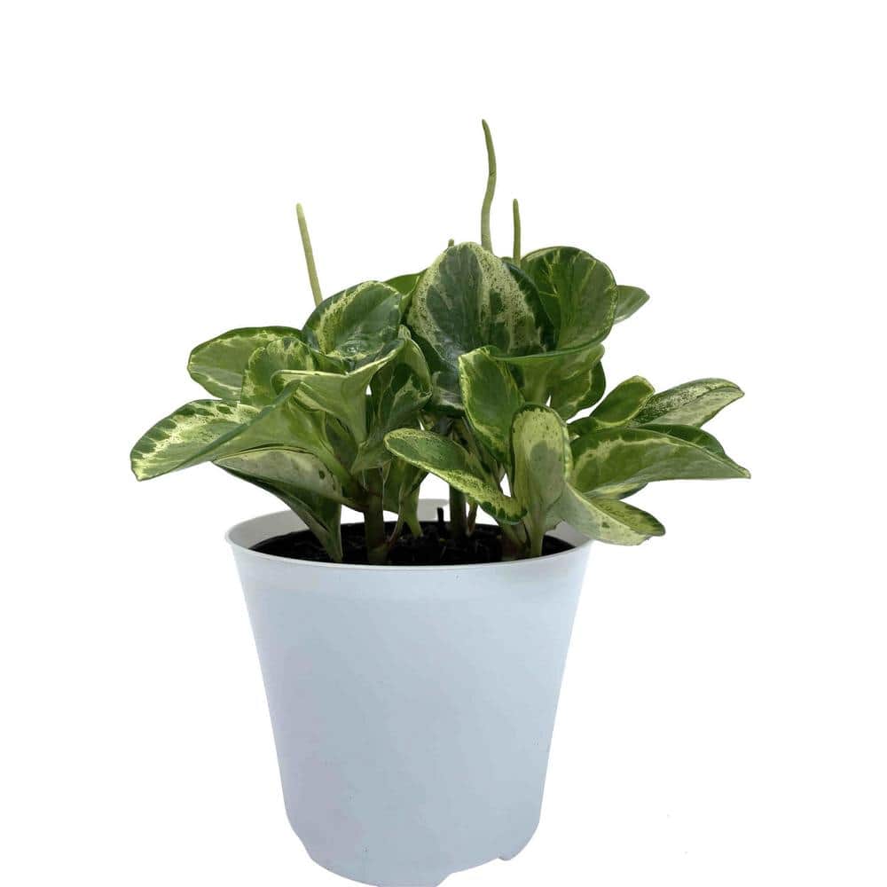 EVERBLOOM GROWERS, INC. 6 in. Peperomia Golden Gate Plant in Deco Pot ...