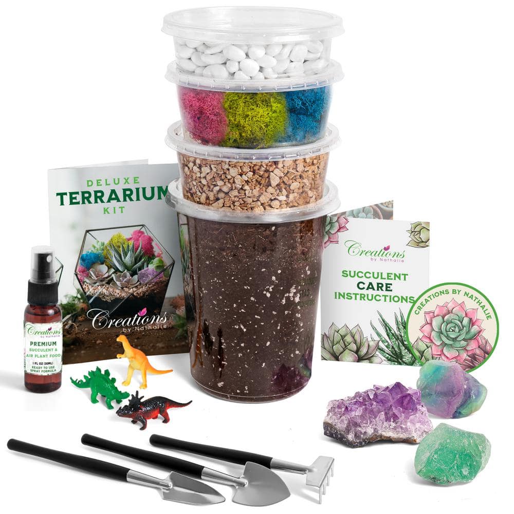 Creations by Nathalie Succulent and Cactus Terrarium Starter Kit ...