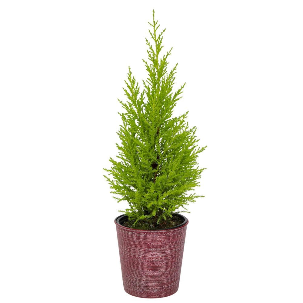 ALTMAN PLANTS Miniature Festive Christmas Lemon Cypress Tree w ...