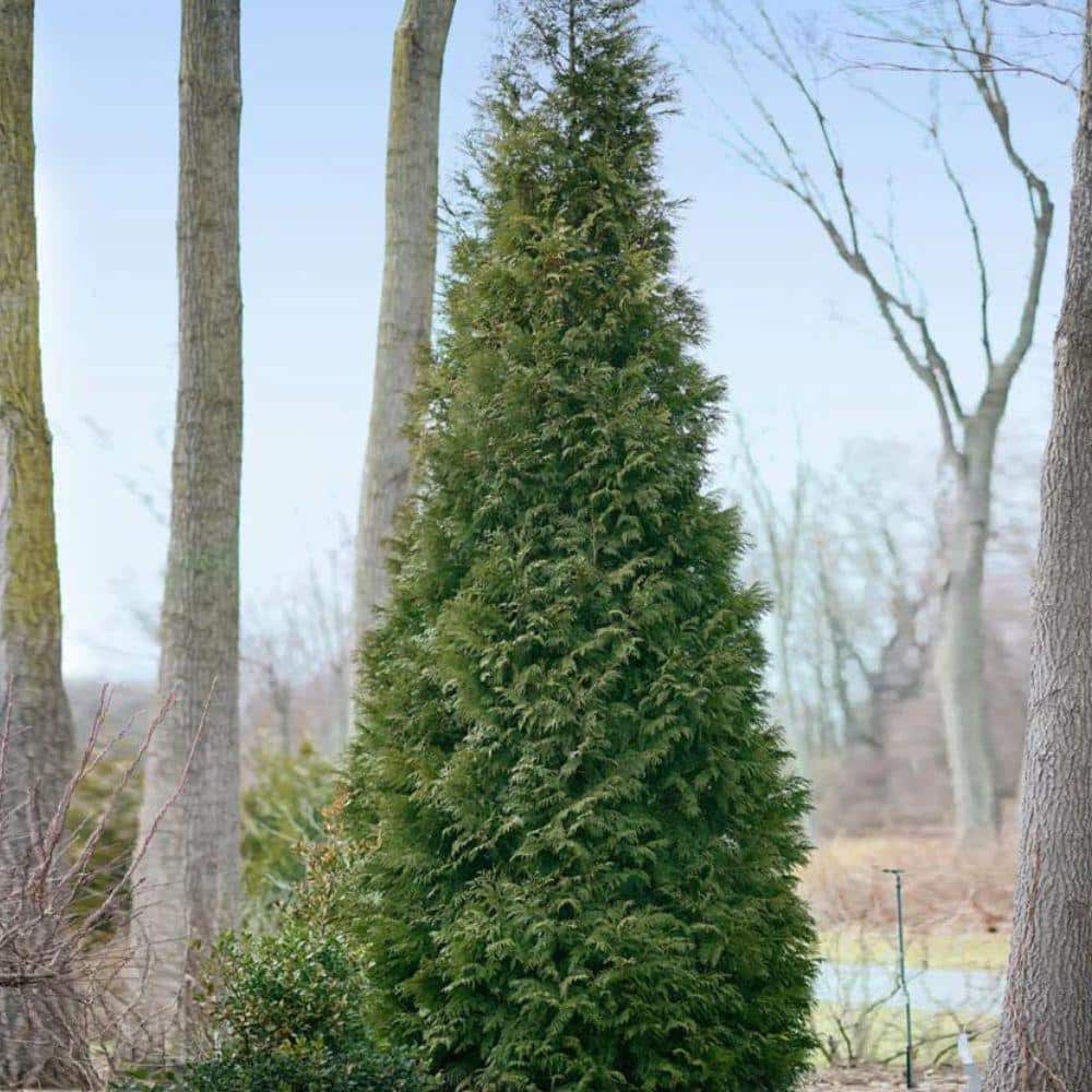 3 Gal. American Pillar Thuja Evergreen Tree THUAMP03G - The Home Depot