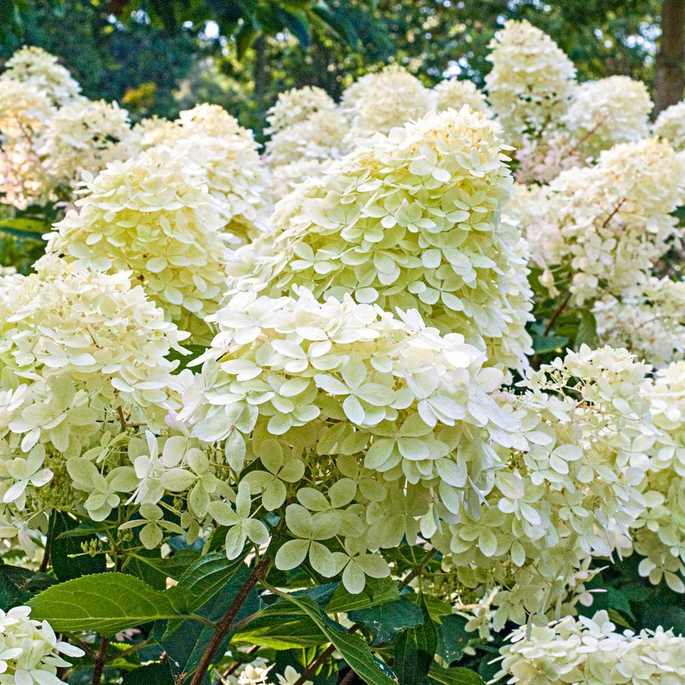 Spring Hill Nurseries 4 In. Pot, Phantom Hydrangea Deciduous Flowering ...
