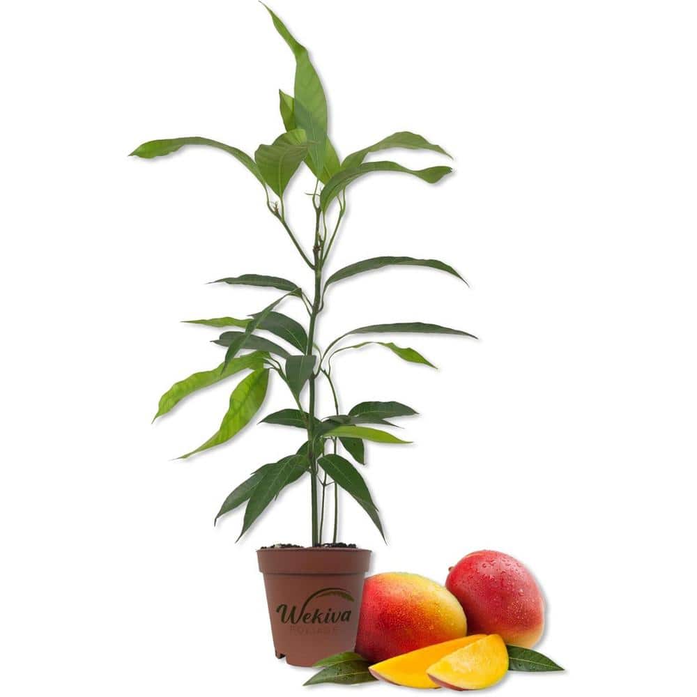 Wekiva Foliage Mango Tree-Live Fruit Tree in a 4 Inch Pot-Mangifera ...