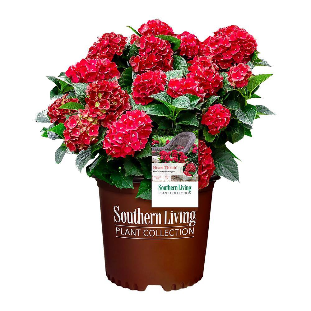 SOUTHERN LIVING 2 Gal. Heart Throb Hydrangea with Cherry Red Flowers ...