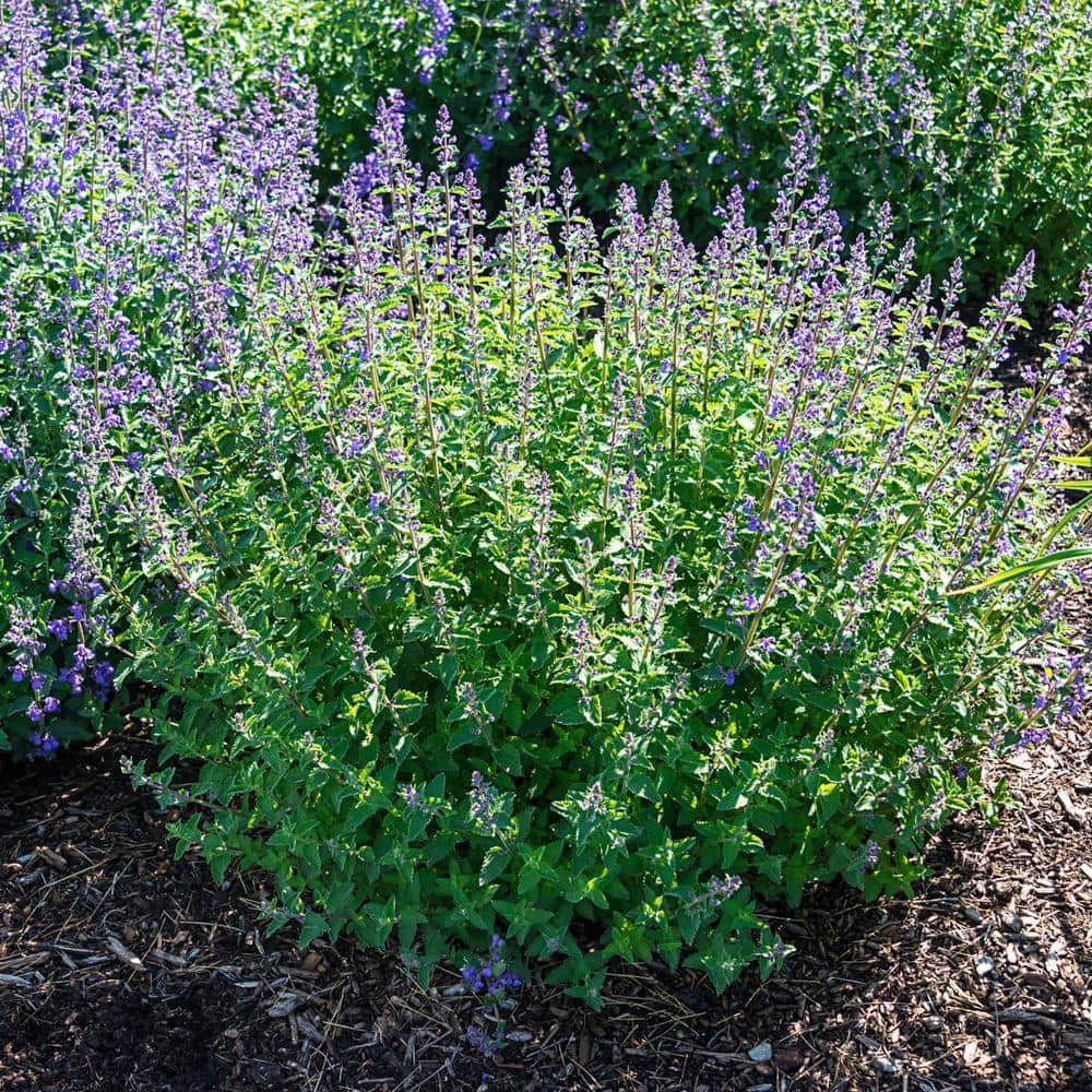 DIRECT GARDENING 1 Gal. Pot, Junior Walker Cat Mint (Nepeta), Deciduous ...