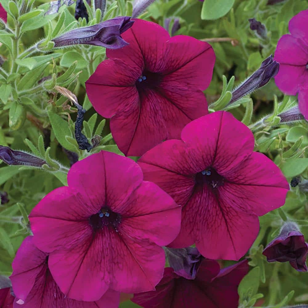 Vigoro 2.6 qt. Durabloom Purple Petunia Annual Plant With Purple ...
