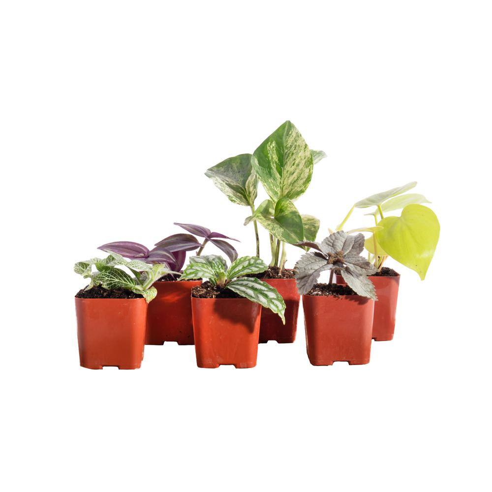 Shop Succulents Mini Assorted House Plants Collection of 6 Indoor ...