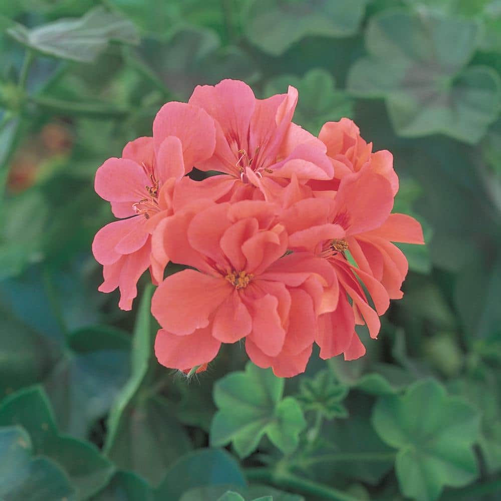 ALTMAN PLANTS 2.5 Qt. #1 Ivy Rose and Salmon Geranium Plant 6153 - The ...