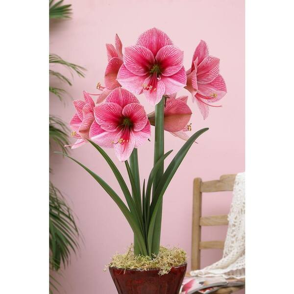 Bloomsz 26/28 cm Amaryllis Purple Rain-08043 - The Home Depot